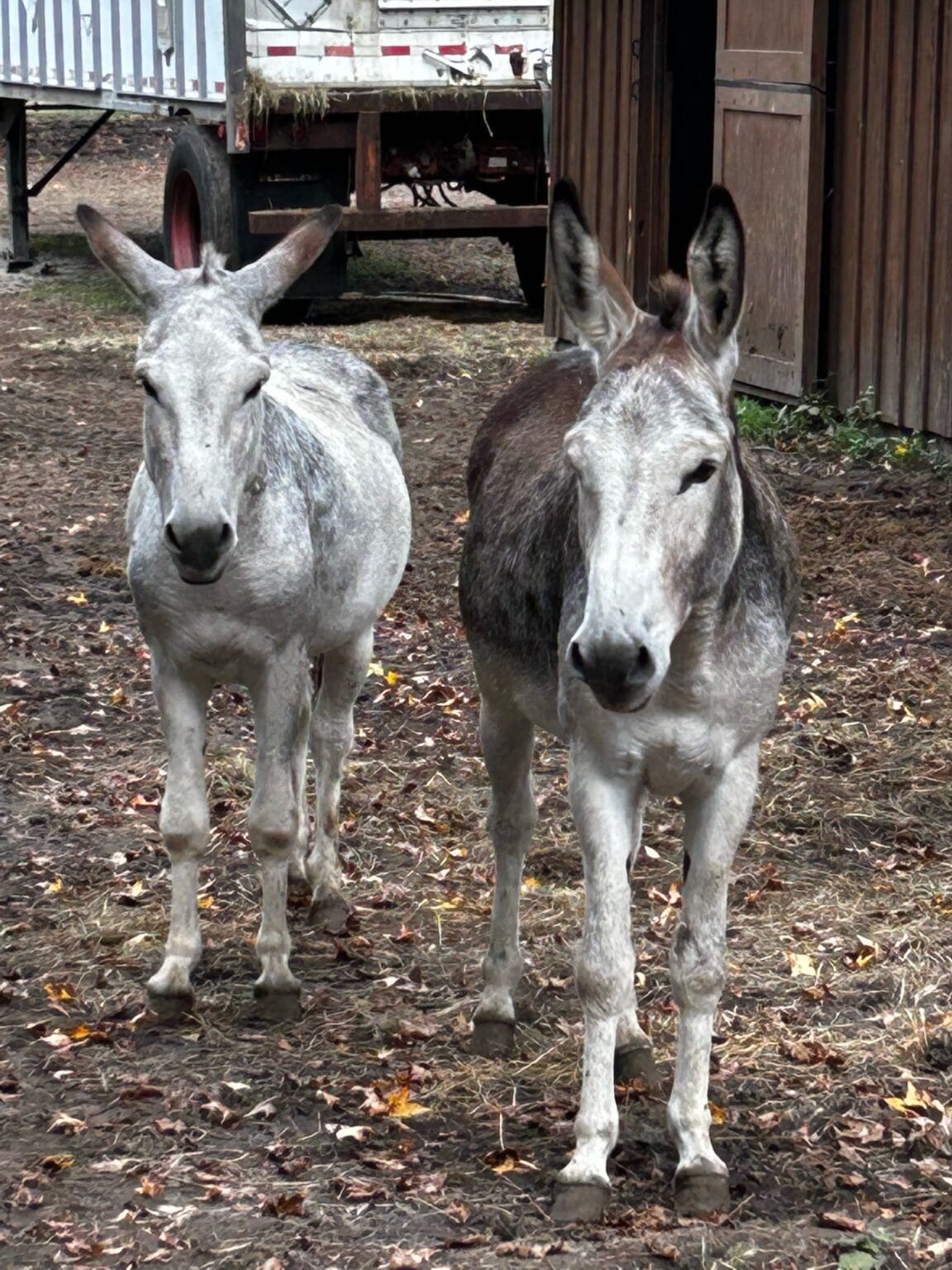 Samrock Stables – Not So Ordinary Farm | Farmingdale, NJ